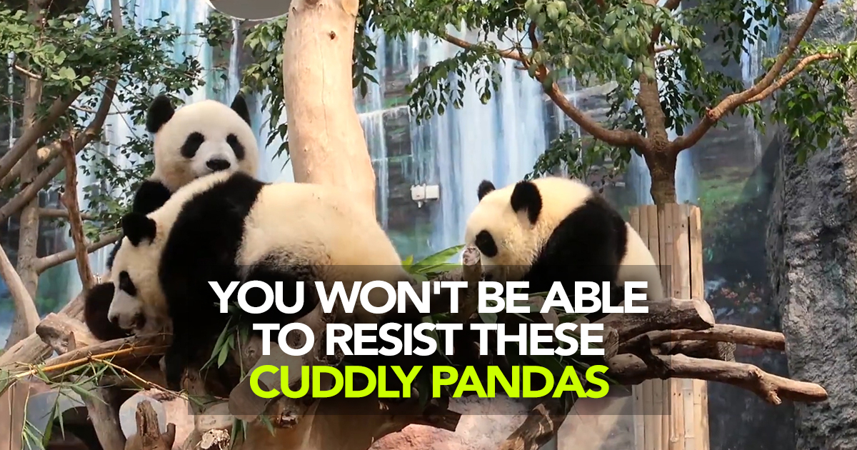 We Dare You Not To Go 'Awww' With These Adorable Pandas In Macao ...