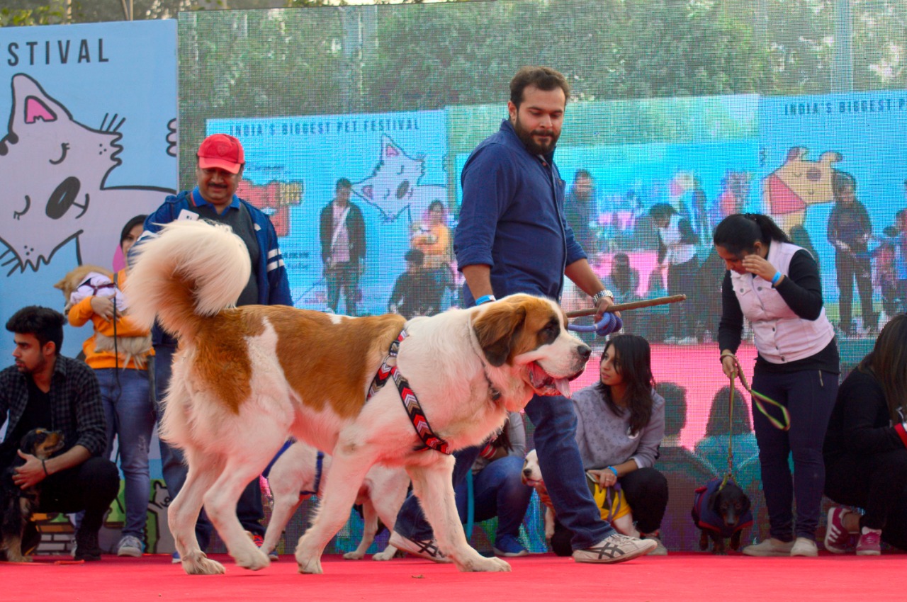India’s Biggest Pet Festival In Mumbai On 19th-20th Jan | Curly Tales