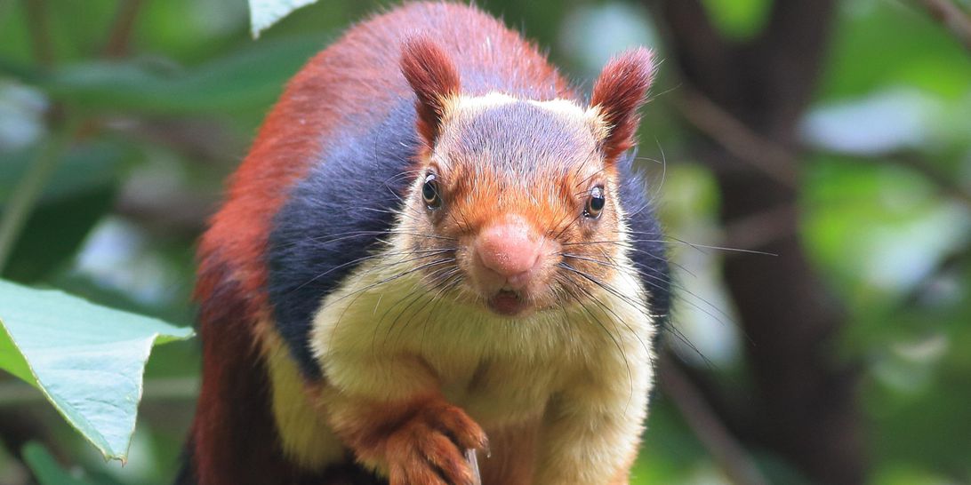Did You Know? There Are Rainbow Colored Squirrels In India | Curly Tales