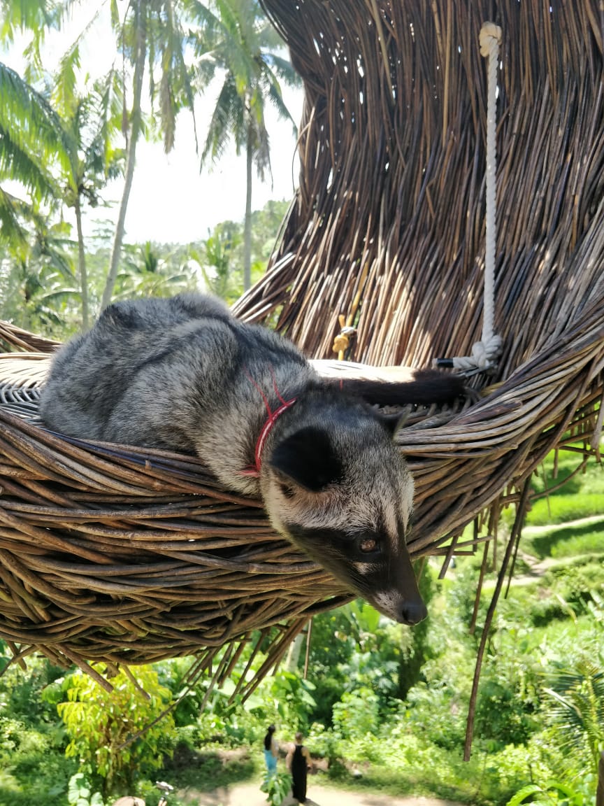 Rohan Das' 6-Day Family Trip To Bali | Curly Tales