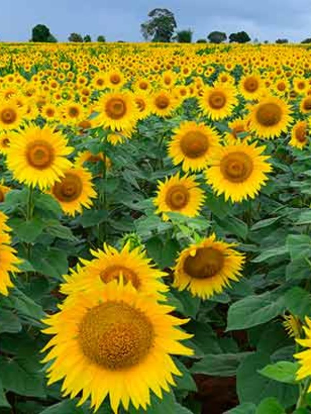 7 Benefits Of Sunflower Seeds 7 Benefits Of Sunflower Seeds
