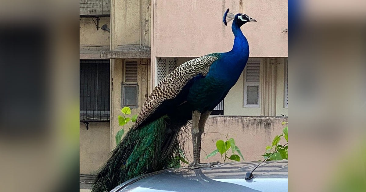 Some Interesting Animals Are Taking Over The Streets Of Popular Cities ...