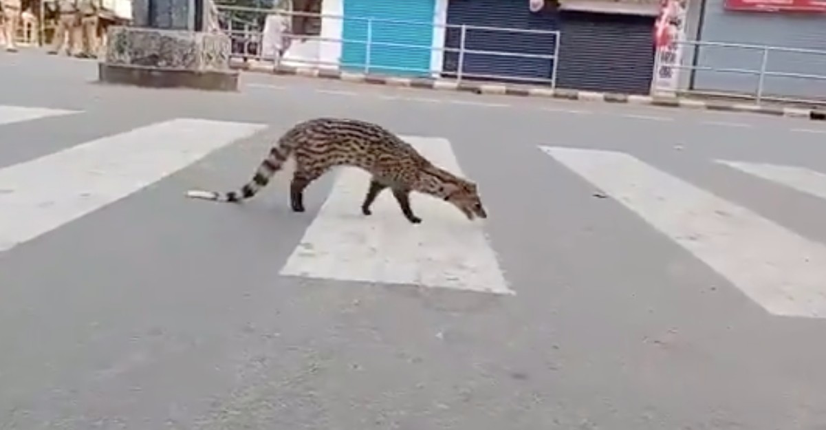 Some Interesting Animals Are Taking Over The Streets Of Popular Cities ...