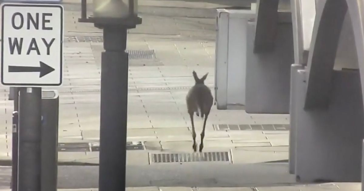 Kangaroo Hops Through Empty Adelaide Streets Amid COVID-19 Lockdown ...