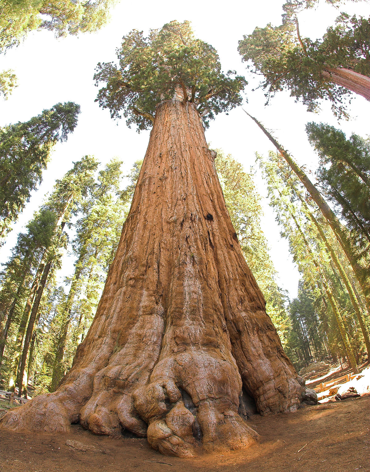 This 275 Feet Tall & 2,000-Year-Old Tree In The US Is The Largest ...