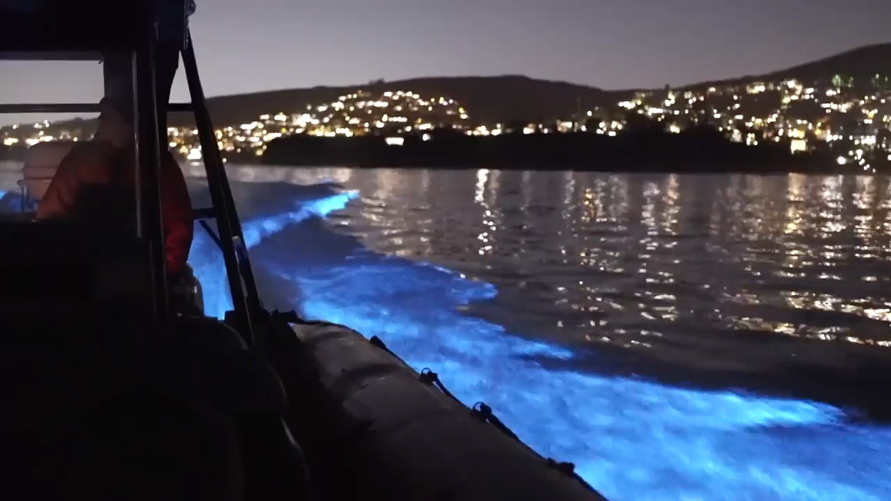 'Glowing' Dolphins Swim In California's Bioluminescent Waters | Curly Tales