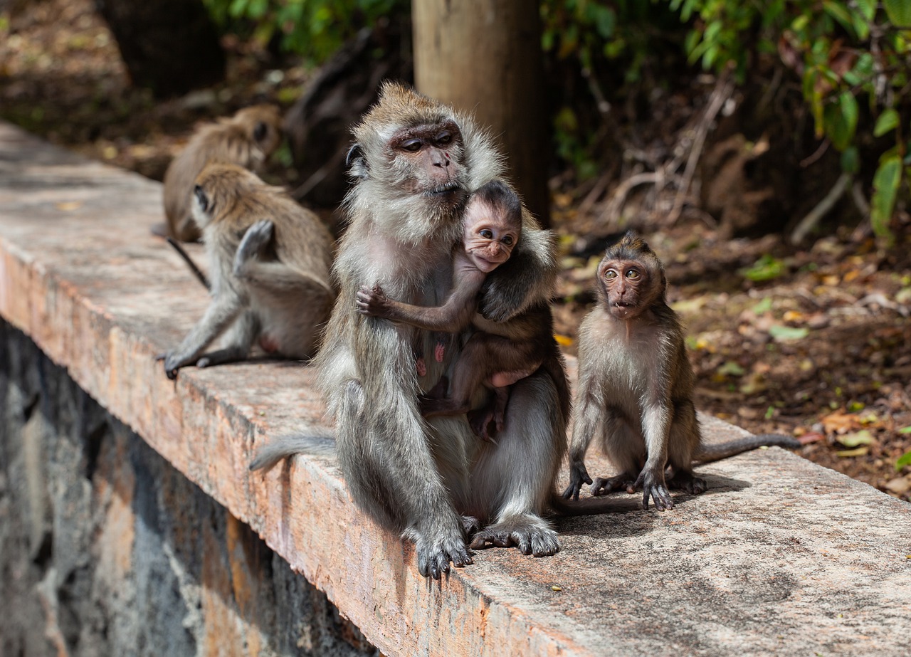 These Monkeys In Arunachal Pradesh Teach A Lesson On Social Distancing ...