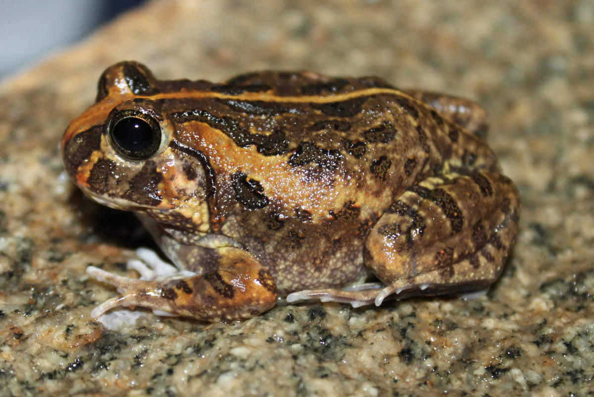 Bengaluru Now Shares Its Name With A New Species Of Frog Discovered In ...