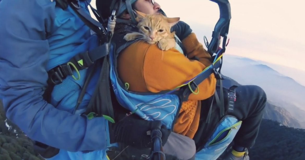 This Man Had A Thrilling Paragliding Experience With His Kitten At 8000 ...
