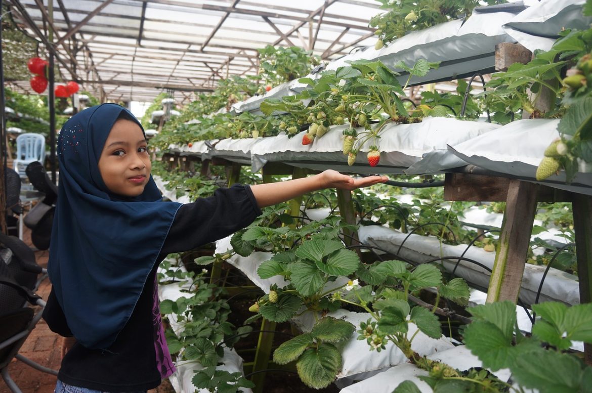 You Can Now Go Strawberry Picking At South India's Lambasingi This ...