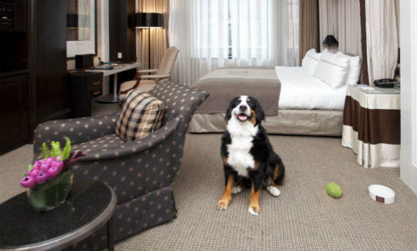 6 Things To Remember If You're Checking In To A Hotel With Your Pet ...