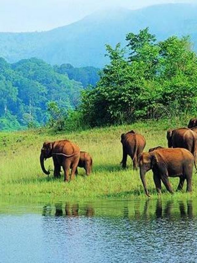 From India s 1st To Smallest Here Are The Wildlife Sanctuaries And from-india-s-1st-to-smallest-here-are-the-wildlife-sanctuaries-and