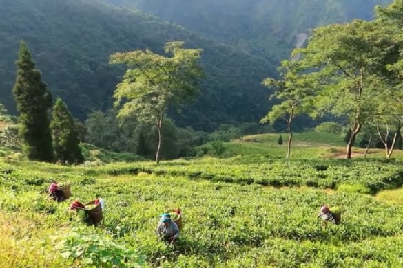 Rangaroon Near Darjeeling Surrounded By Kanchenjunga Is Perfect For A ...