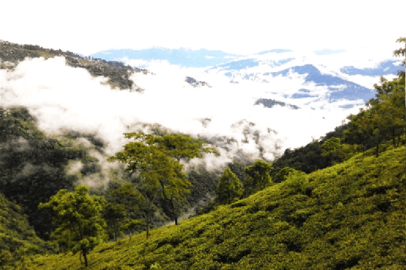 Rangaroon Near Darjeeling Surrounded By Kanchenjunga Is Perfect For A ...