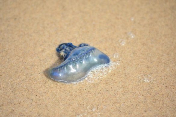 Poisonous Blue Bottle Jellyfish Spotted In Mumbai's Juhu Beach; Experts ...
