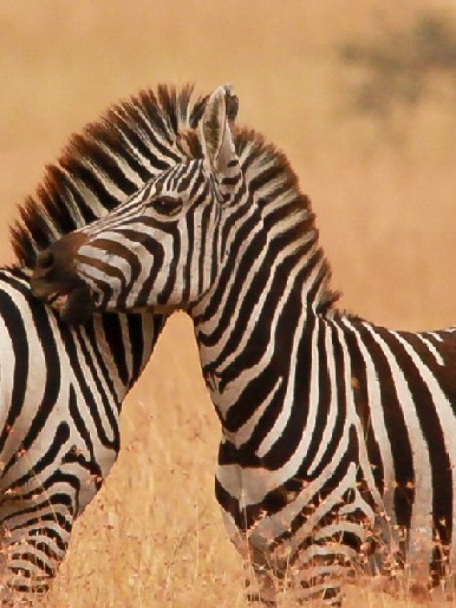 International Zebra Day: 6 Best Places To Head To See This Striped ...