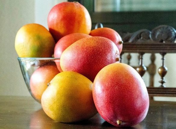 How To Identify Different Varieties Of Mangoes? Here’s A Guide | Curly ...