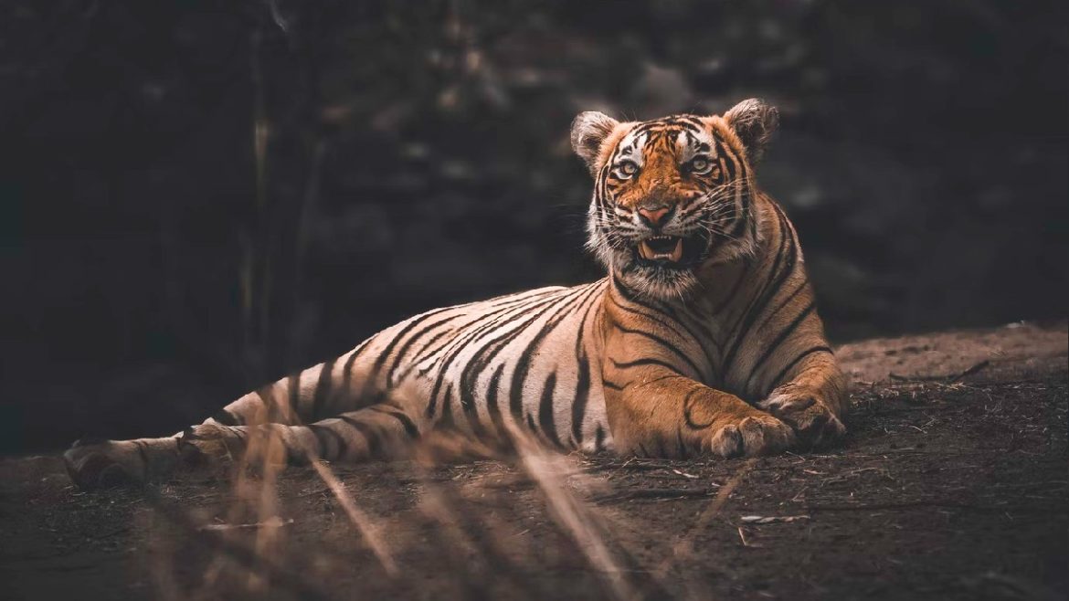 5 Sanctuaries To Visit In Odisha To Spot Life In The Wild