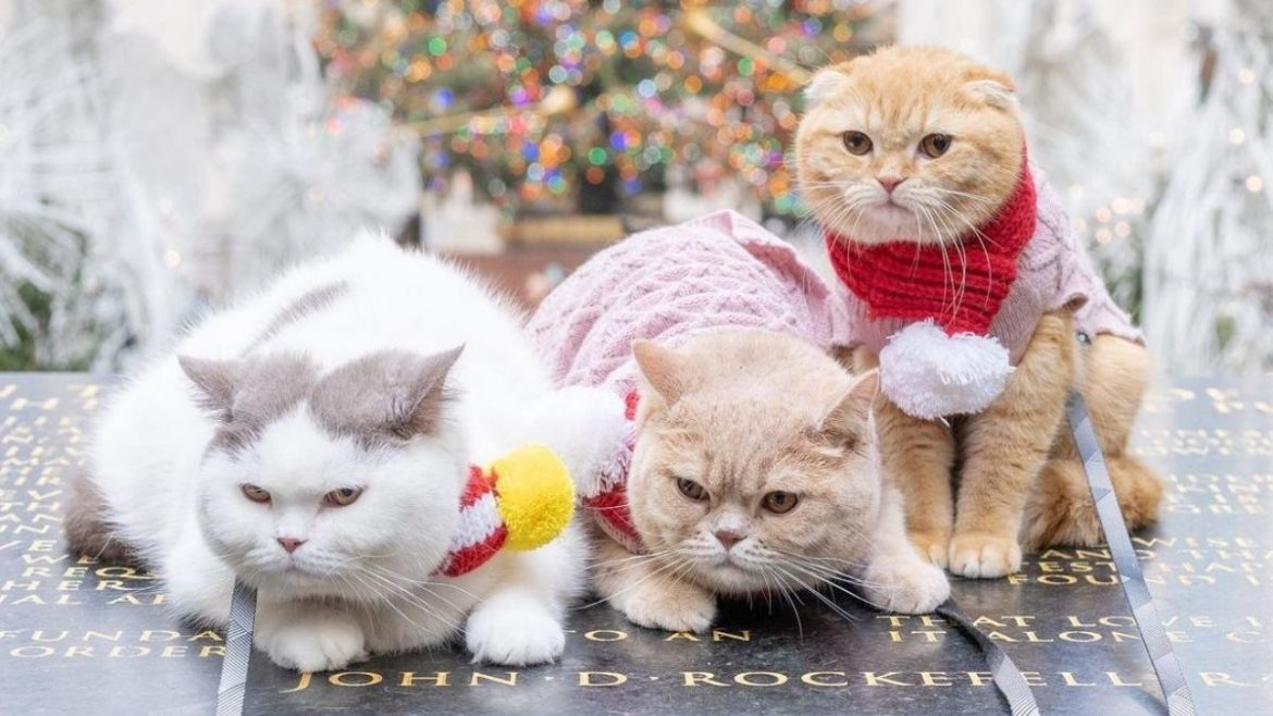 These Cat Siblings Travel The World Together And We're In Awe Of Them