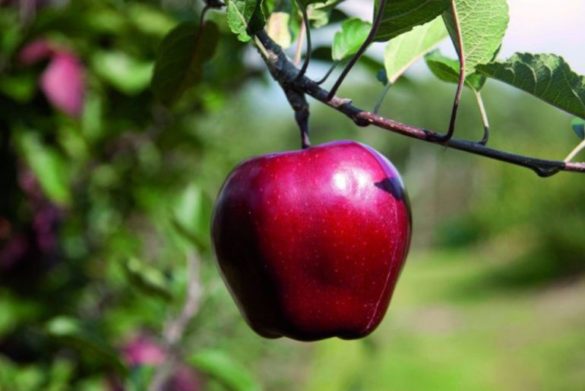 5 Unique Varieties Of Himachal Apples You Didn't Know Existed | Curly Tales