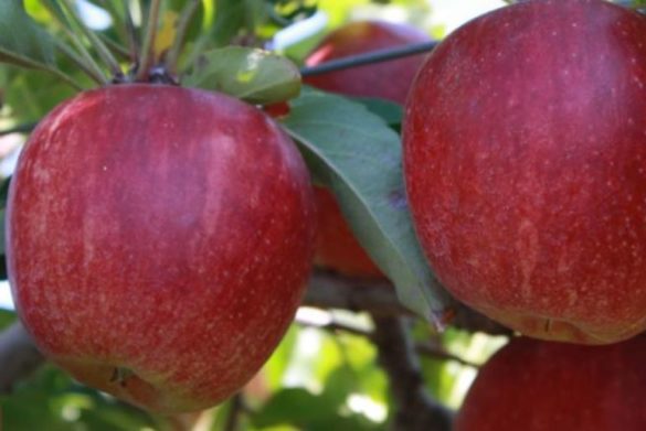 5 Unique Varieties Of Himachal Apples You Didn't Know Existed | Curly Tales