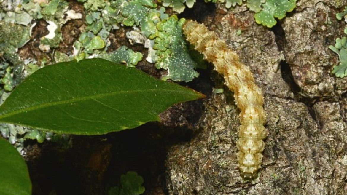 The Mountains Of Uttrakhand Houses The World's Most Expensive Fungus