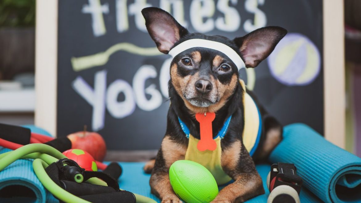 This Emirati Pet Lover Opens UAE's First Gym Dedicated To Dogs