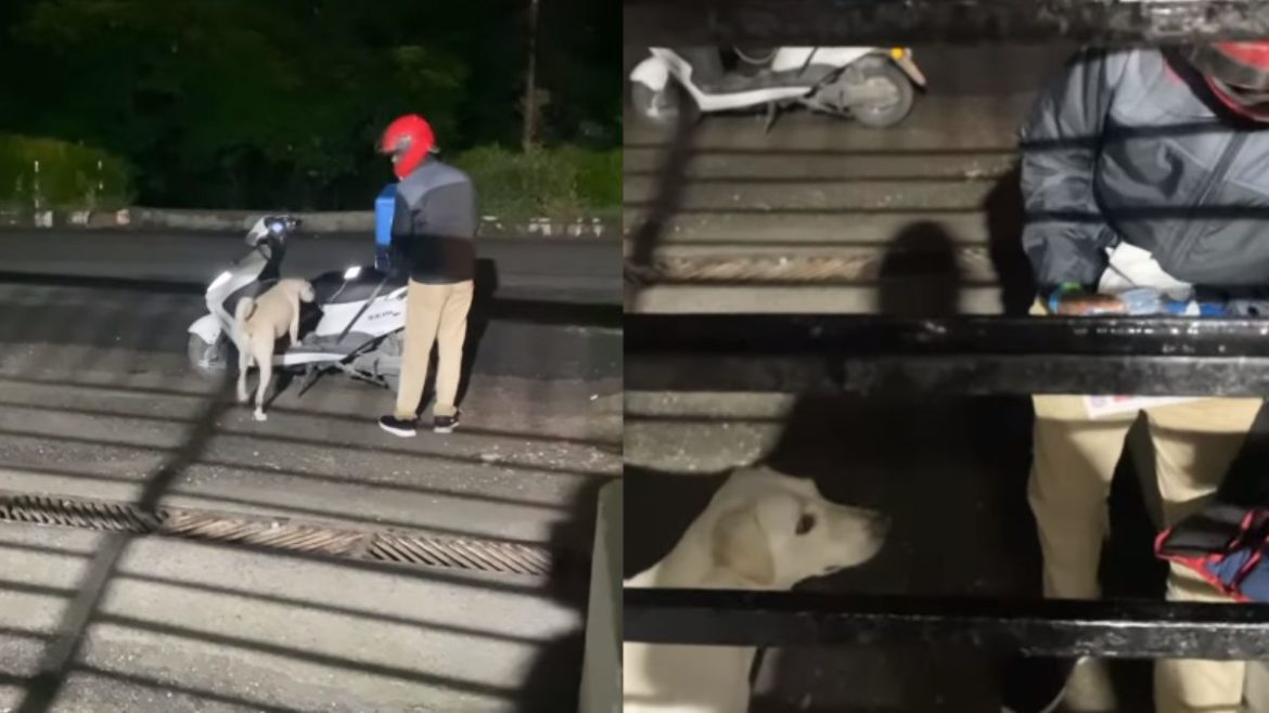 Pizza Delivery Boy Accompanied By Dog To Deliver Pizzas Leaves Internet ...