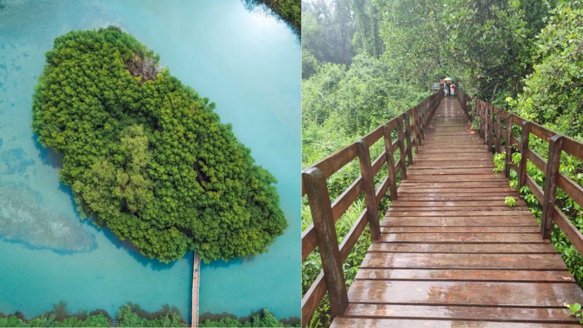 This Mangrove Broadway Walk Near Gokarna Will Mesmerise Every Nature Lover