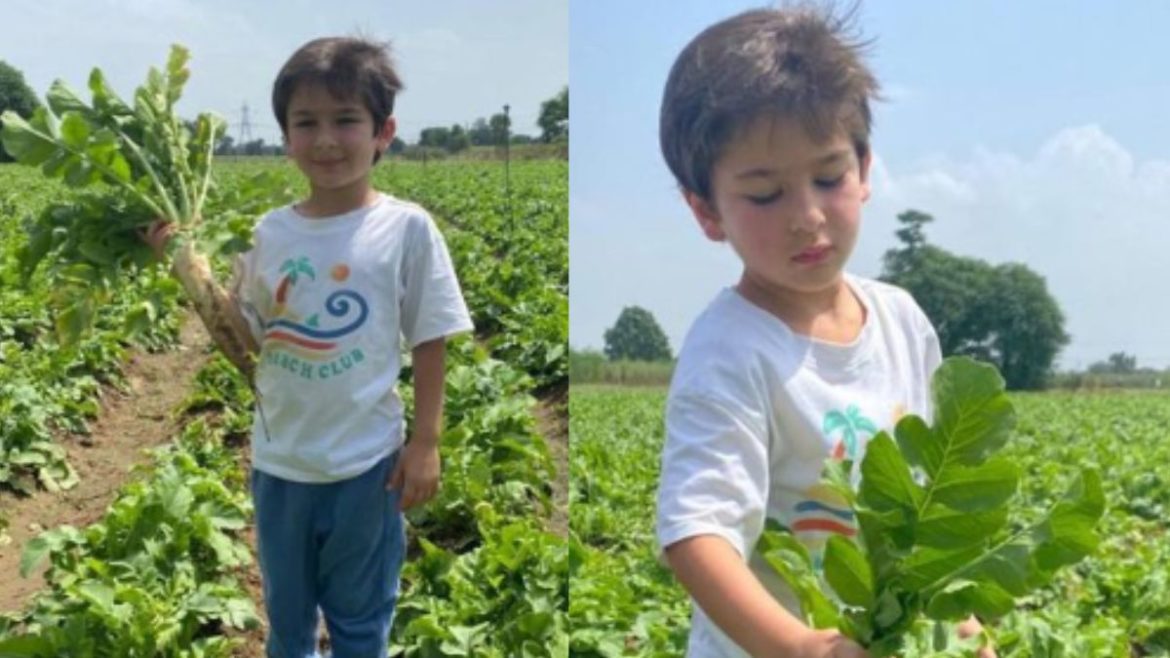 Taimur Ali Khan Picks Radish From Pataudi Farm For Mooli Ke Paranthe