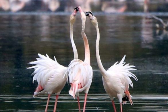 3 Reasons Why You Must Visit The Ras Al Khor Wildlife Sanctuary