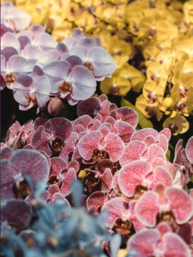 5 Orchid Parks To Visit In India For The Monsoons
