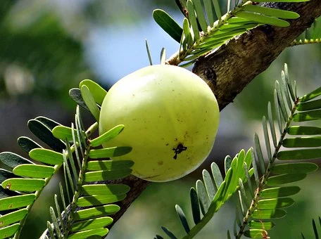 9 Reasons To Include Amla In Your Diet