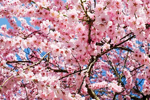 Top Indian Places To Find Cherry Blossom
