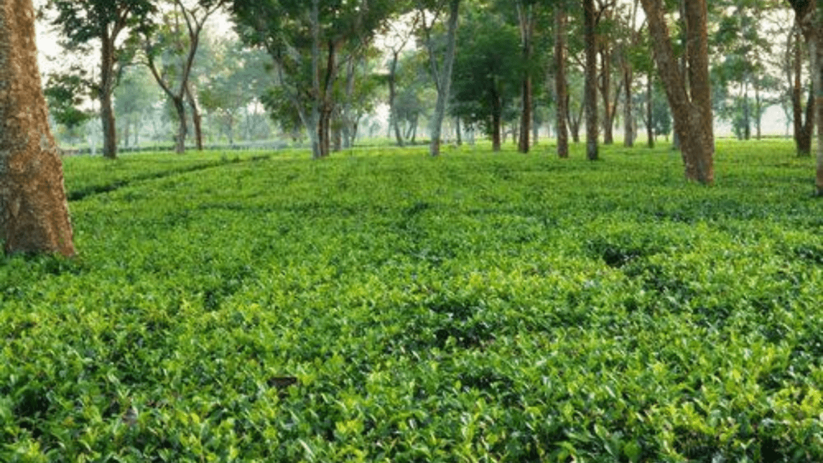 This Is Asia's Largest Tea Estate In Assam And Is A Must-Visit