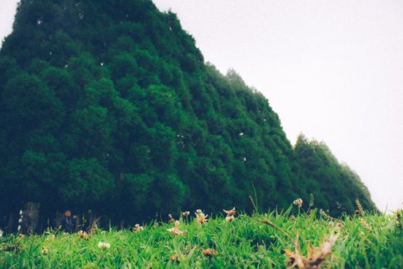 The Windermere Resort In Shillong Overlooks The Luscious Pines & Cherry ...