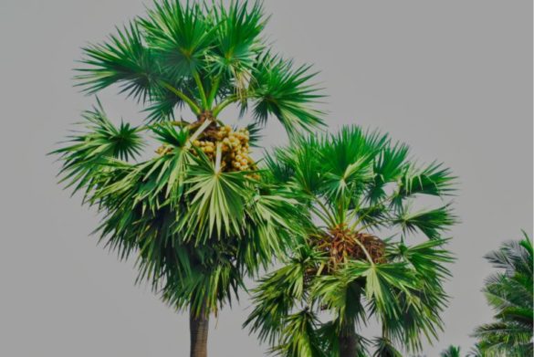 What Is Toddy? Here's How It Is Consumed In Different Parts Of India