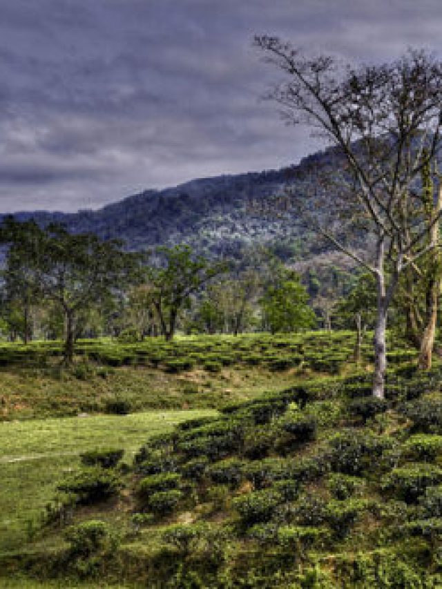 7 Mind-Blowing Facts About Assam