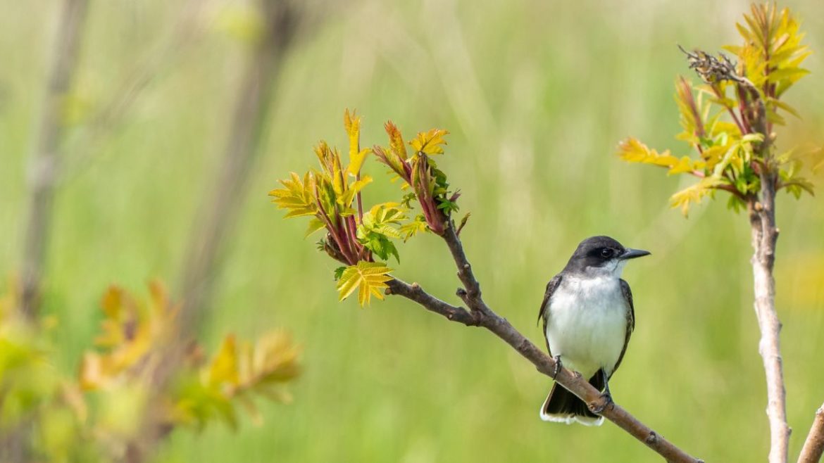 Birders, Get Ready For Tokhü Emong Bird Count In Nagaland