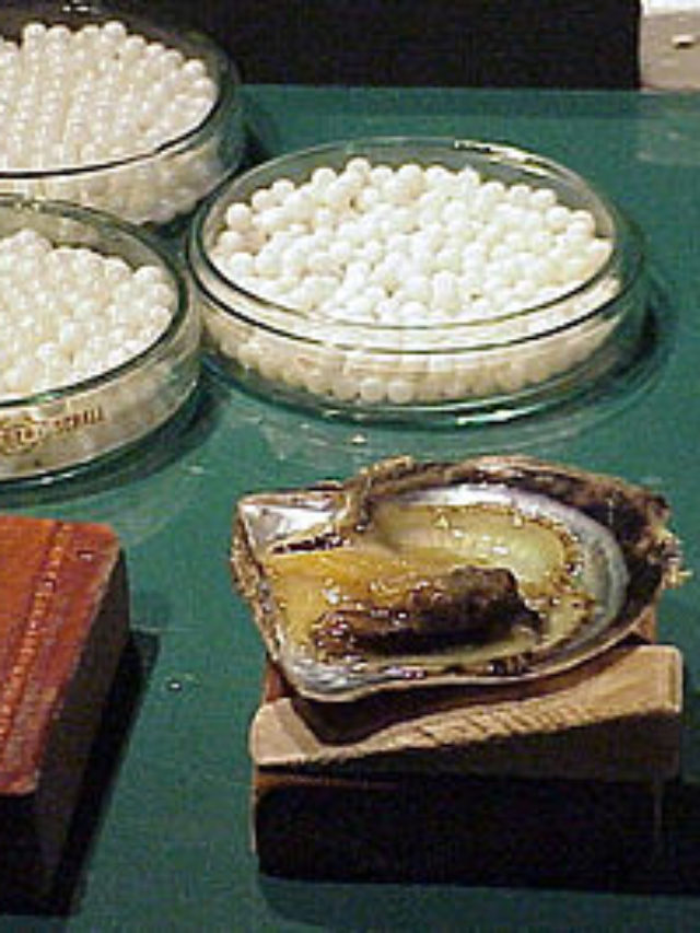 5 Facts You Should Know About The Pearl Farm In Ras Al Khaimah