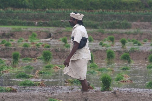 For More Than 20 Years, This 72-Year-Old Farmer Has Been Preserving ...