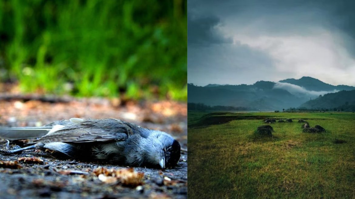 Jatinga In Assam Is Known As The Valley Of Death