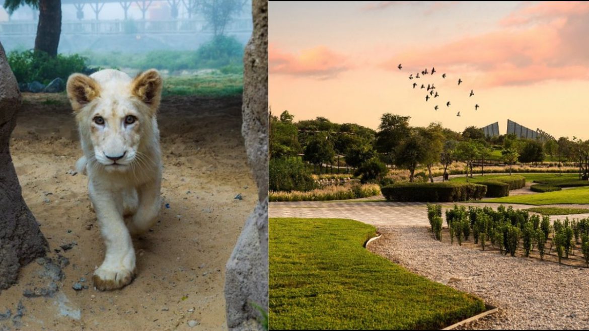 153 New Members Of Endangered Species Welcomed In Dubai Safari Park On ...