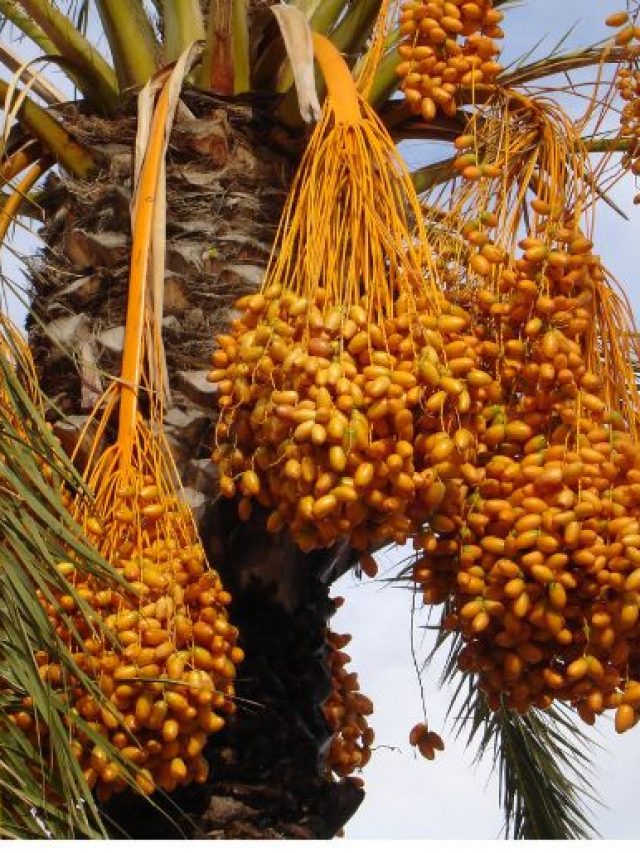 7 Types Of Dates Found In The Middle East