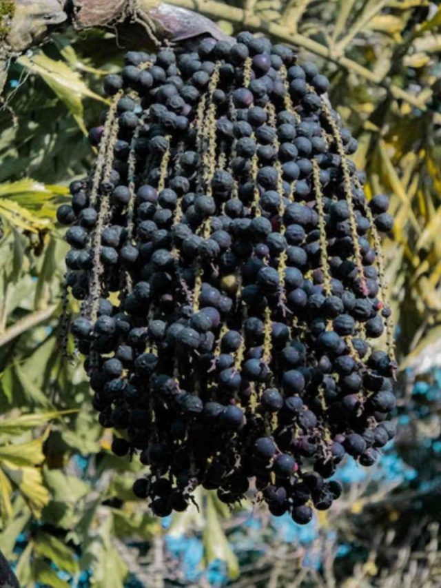 What Are Acai Berries?