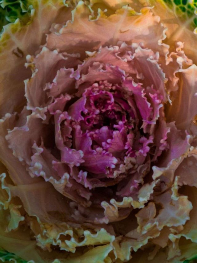 Cruciferous Vegetables & Their Many Benefits