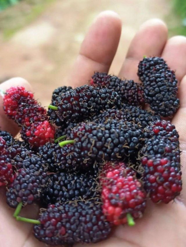 Types Of Mulberry & Their Many Health Benefits!
