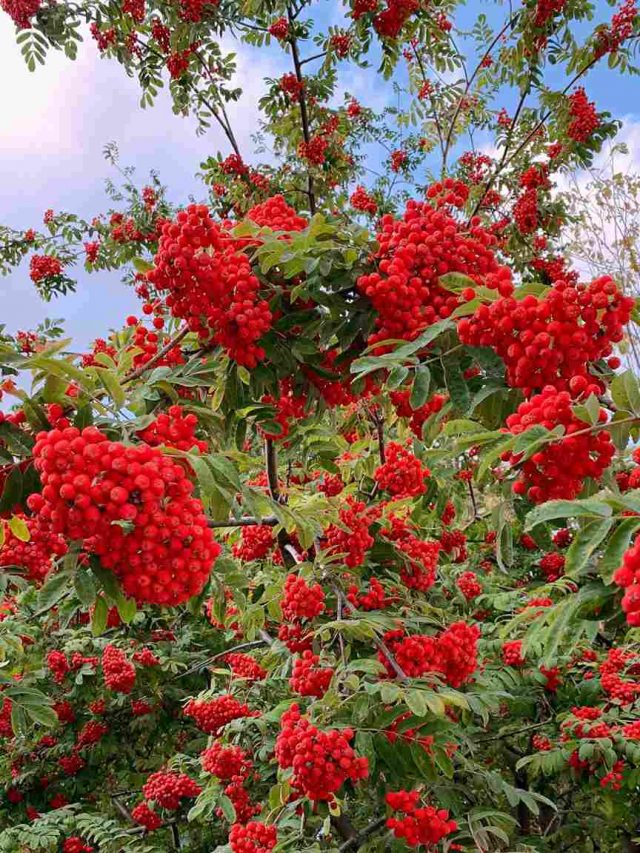 5 Dangerous Fruits You Should Be Careful About