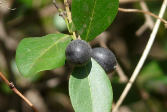 I Visited Trimbakeshwar Temple, One Of The Twelve Jyotirlingas, In The ...