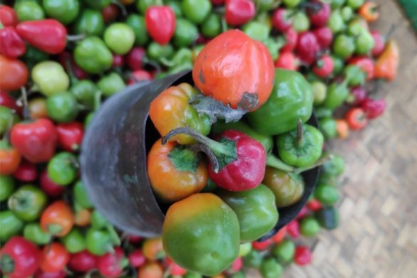 India’s Chilli Revolution: 14 Different Types Of Chillies Grown In ...